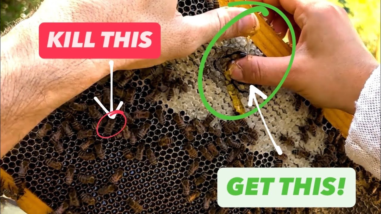 Varroa Mite Control & Hive Handling Mastery for Healthy Bees - YouTube
