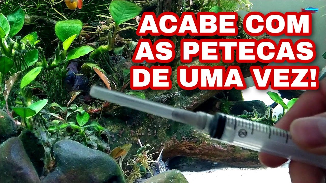 Como acabar com ALGA PETECA? Acabe com elas! - YouTube