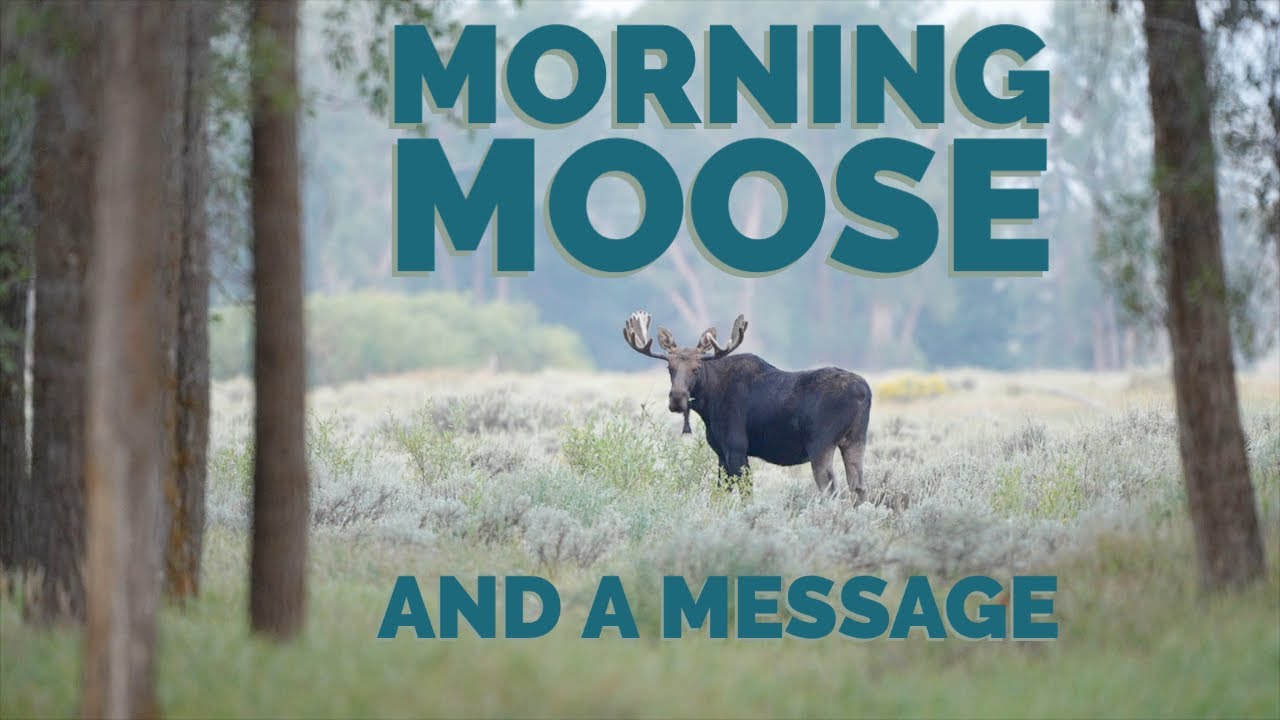 Morning Moose - And A Message - YouTube