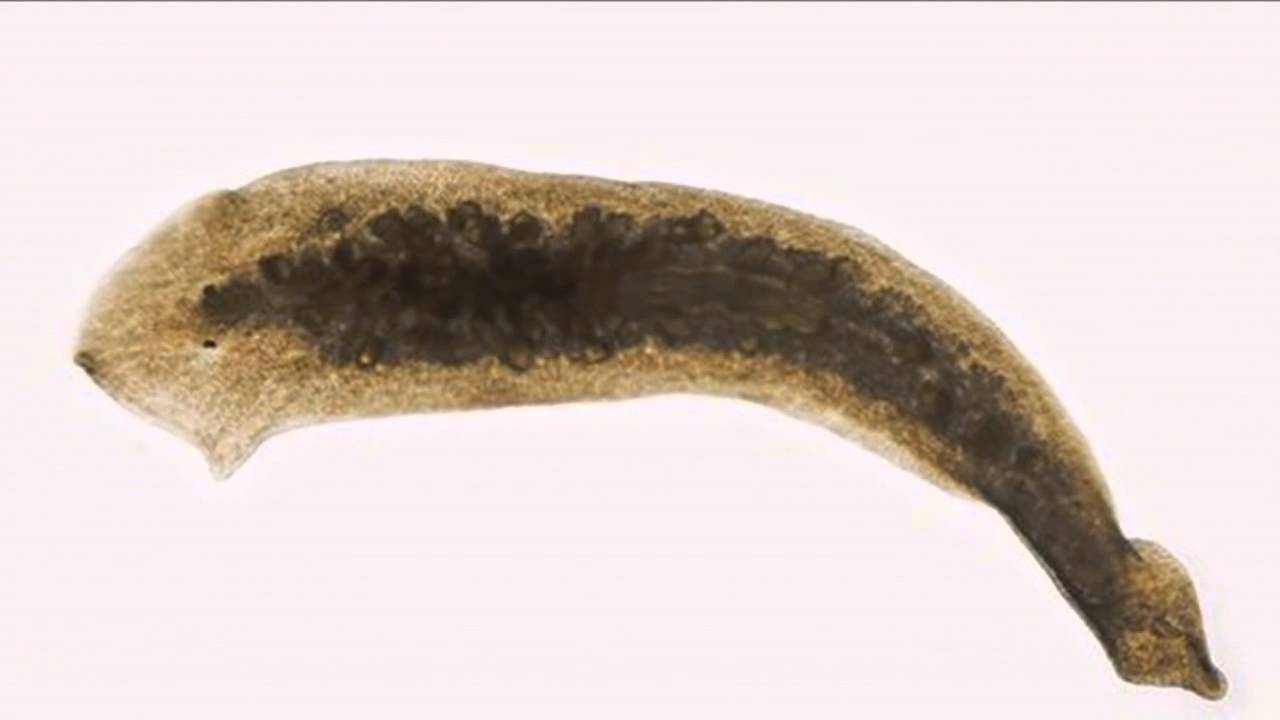 Macrostomum Hystrix - YouTube