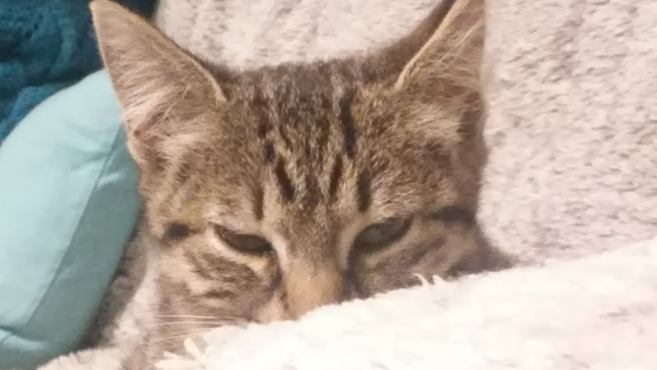 My cat stole my mouse and turn on the aimbot "0" - YouTube