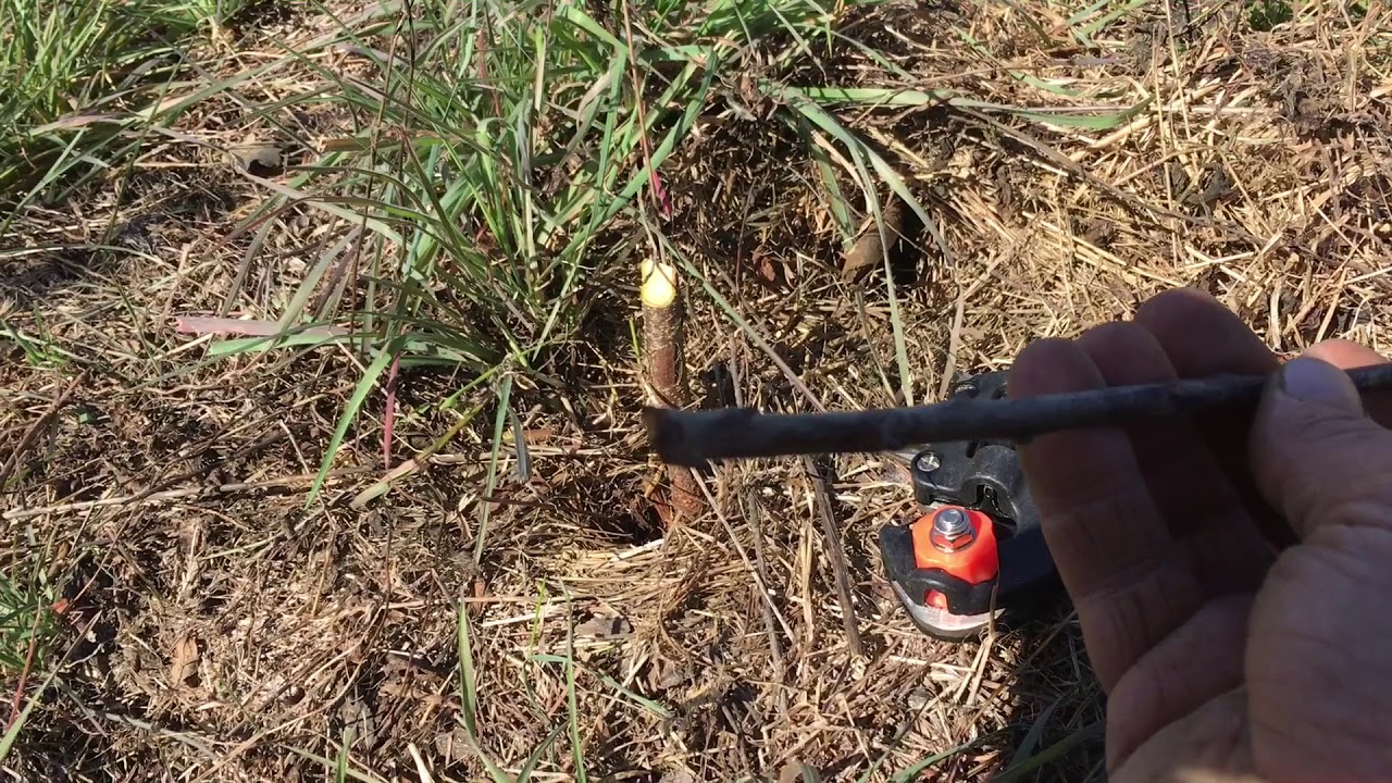 Injertando frutales en arbustos silvestres - YouTube