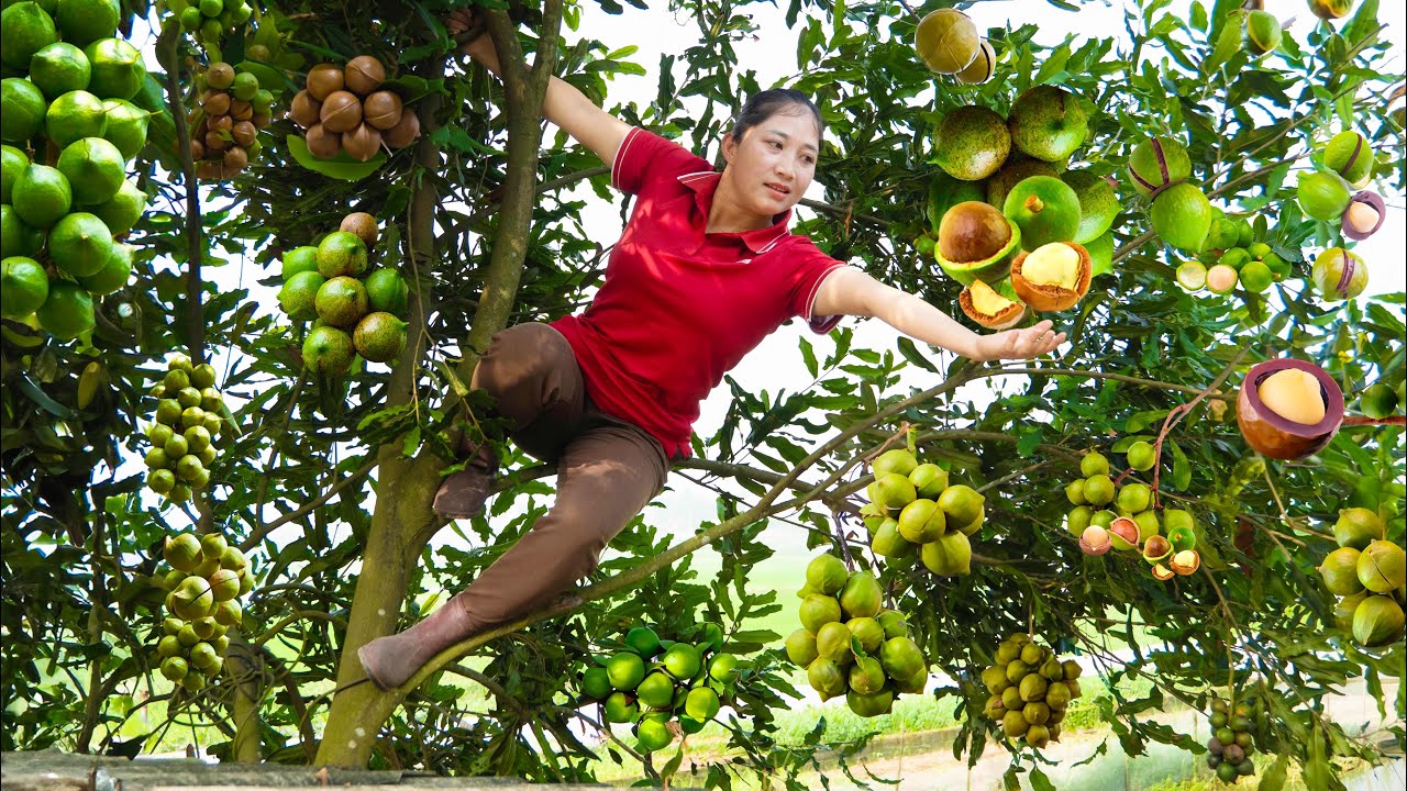 Harvesting Macadamia Nuts (the most expensive nut in the world ...
