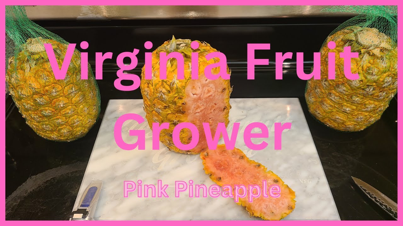 Pink Pineapple Taste Testing and Growing Pineapple From Seed - YouTube