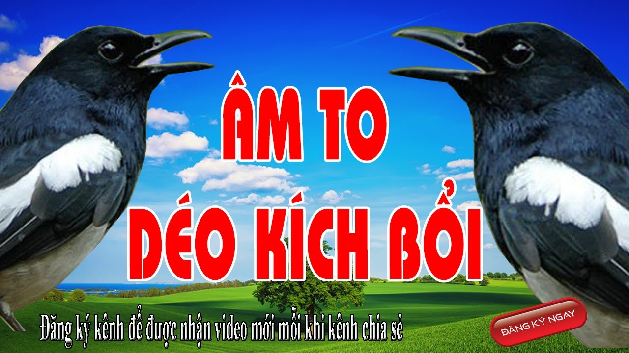 Chim Chòe Than hót đấu cực sung - Chòe than hót - YouTube
