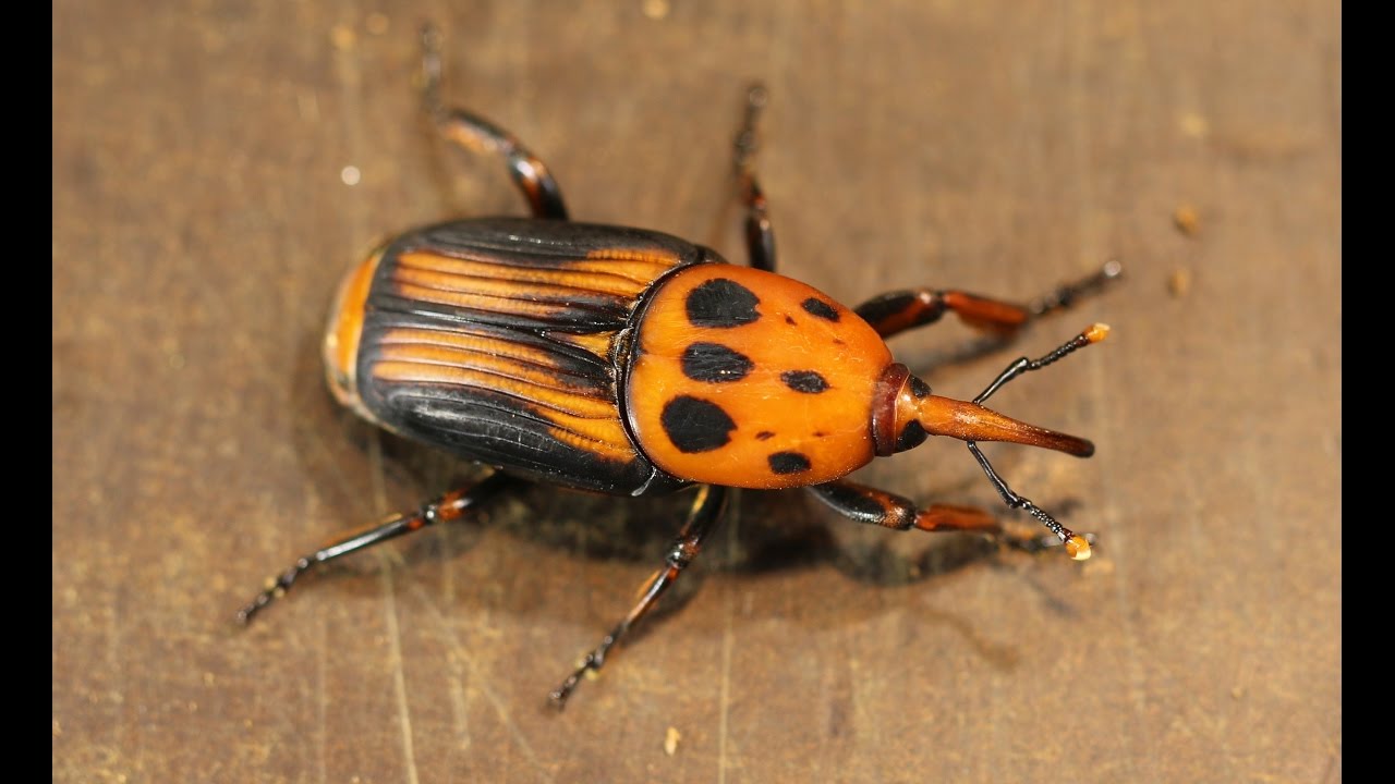 Justin Whittle - Farming of the Red Palm Weevil - YouTube