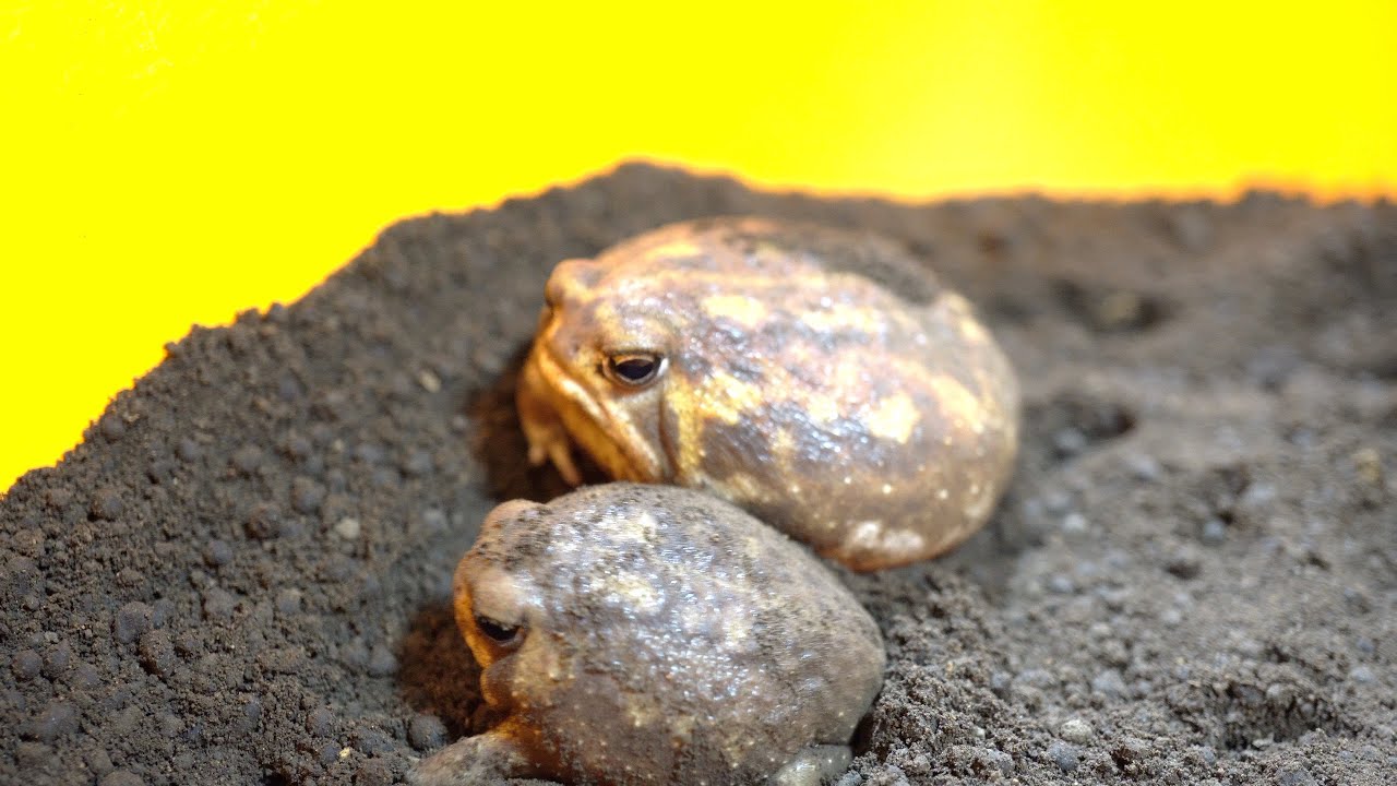 Worlds Cutest Frog Common Rain Frog Youtube