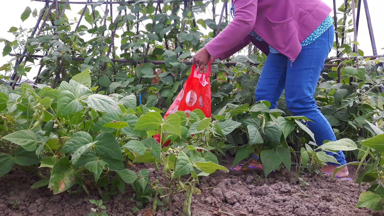 Last year kong bagyo beans nagharvest part 2 - YouTube