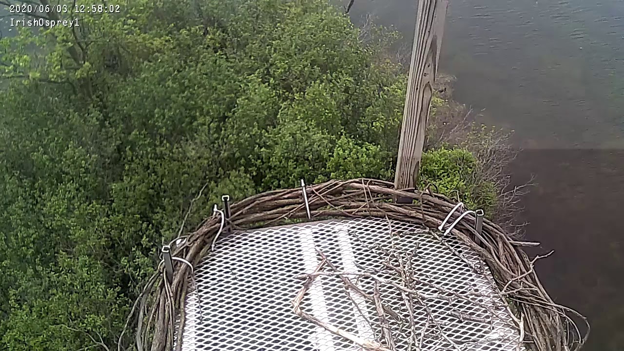 Irish Lake Indiana Osprey Cam Live Stream - YouTube