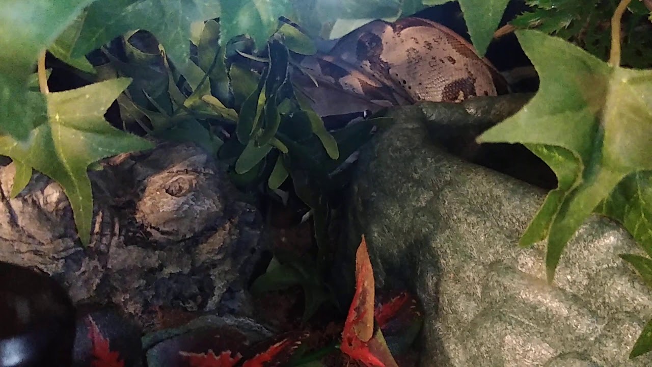 Red tail boa eating rat 1/2 - YouTube