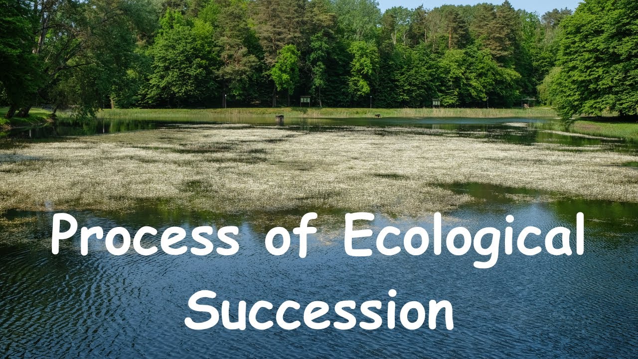 Process of Ecological Succession||Ecological Succession||Ecology||Life ...