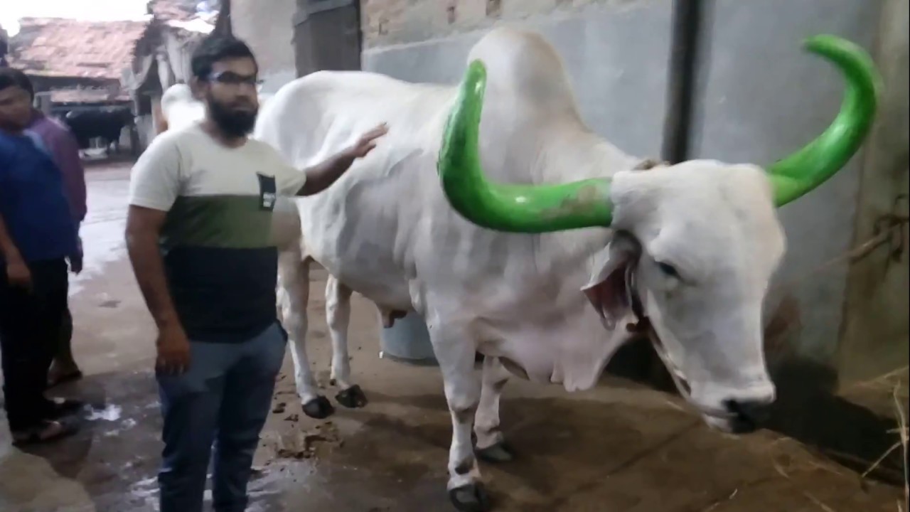 Cow collection at Umar dairy farms at Kamarhati, Kolkata, India 2018 ...