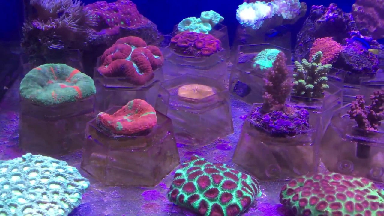 London Aquariums coral system - YouTube