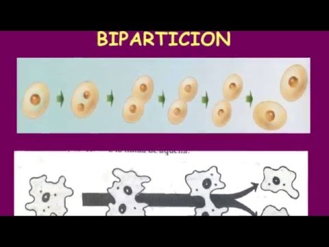 la Biparticion - YouTube