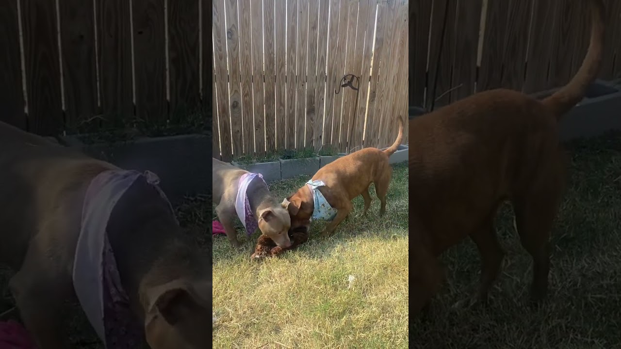 Dogs fighting over a toy!! 🐕😅 - YouTube