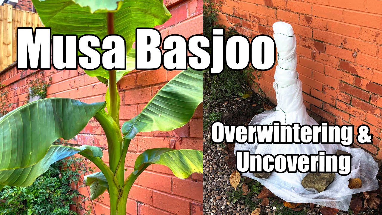 Musa Basjoo Overwintering and Uncovering - YouTube