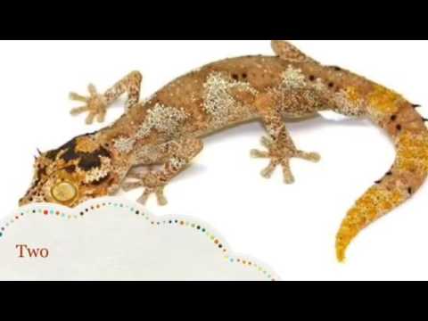 5 facts about the Spiny tailed gecko - YouTube