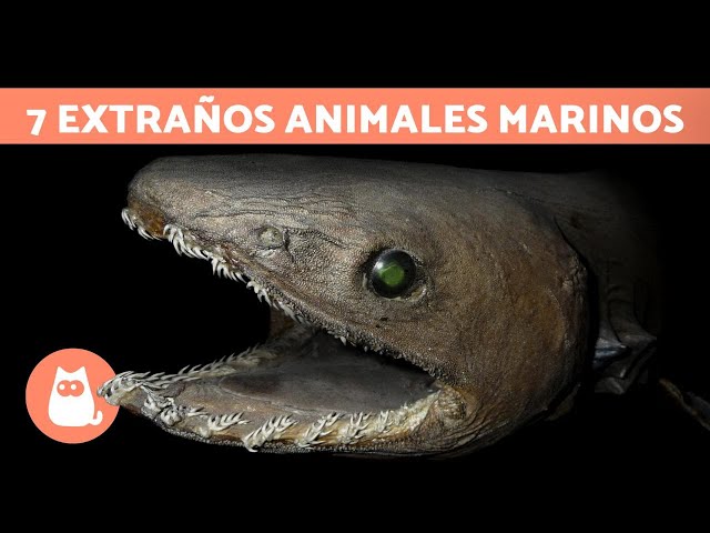 Descubre los 8 animales marinos más raros del mundo: fascinante ...