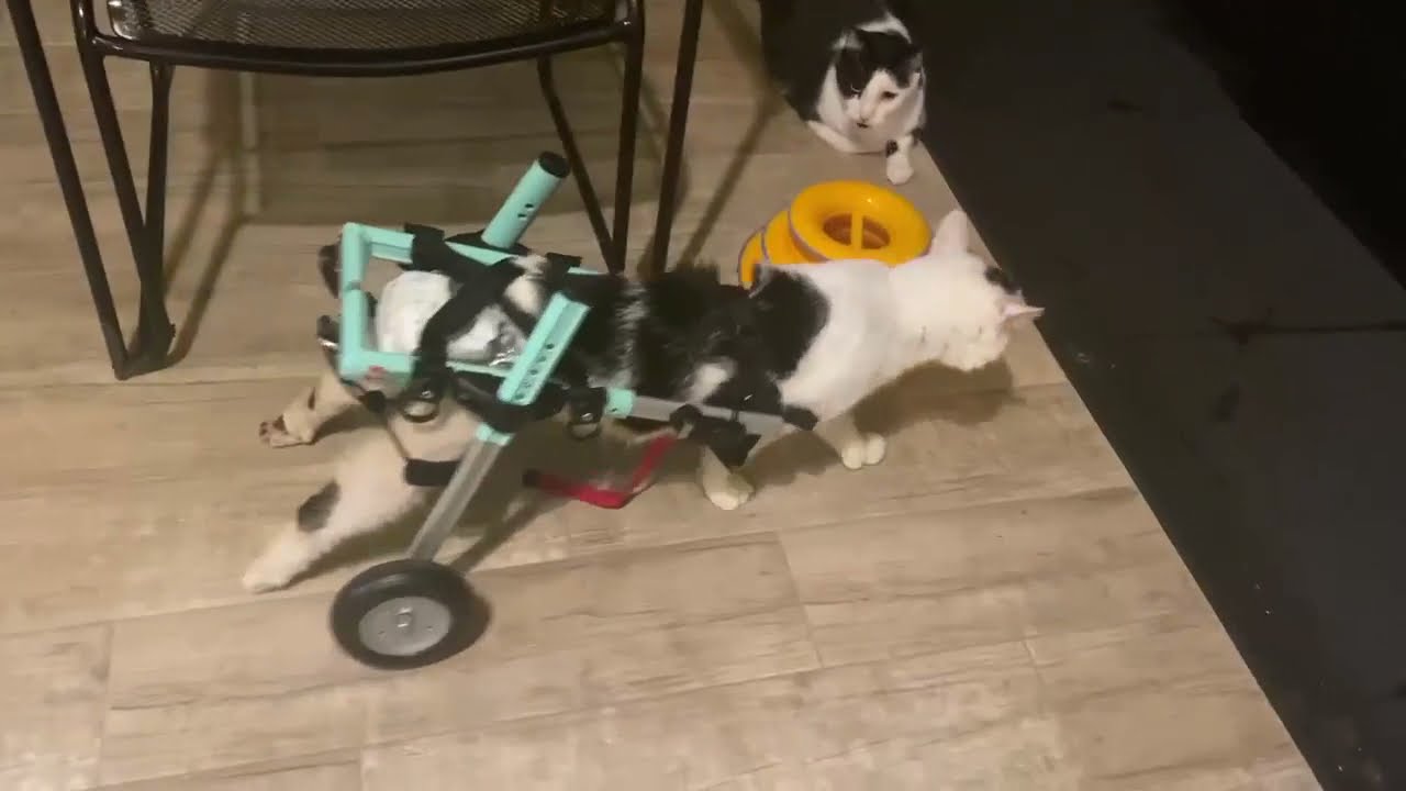 Sammy the Disabled Cat Explores Home in Walkin' Wheels Wheelchair ...