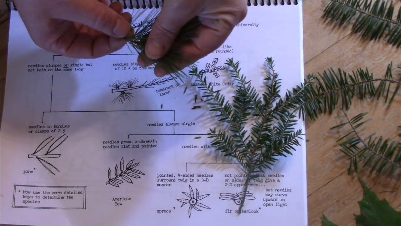 Using a Dichotomous Key to Identify a Conifer twig - YouTube
