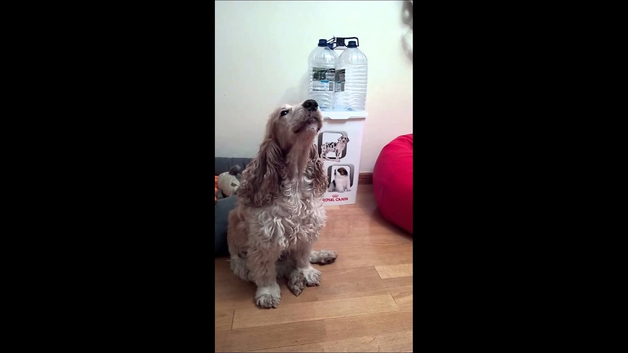 Cocker Spaniel Howling - YouTube