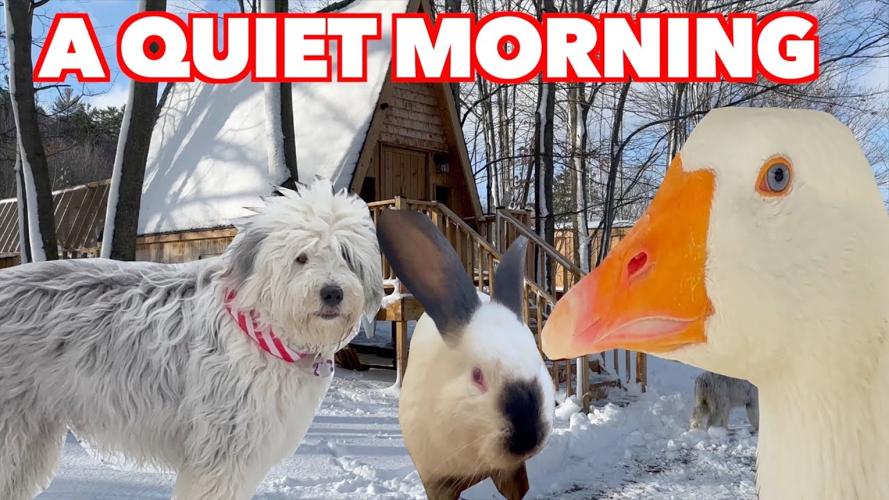 A Quiet Winter Morning on the Farm - YouTube