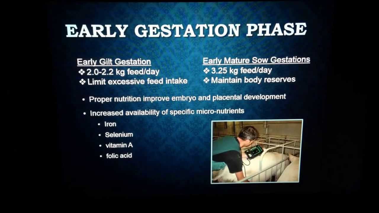 Sow Gestation Nutrition - YouTube
