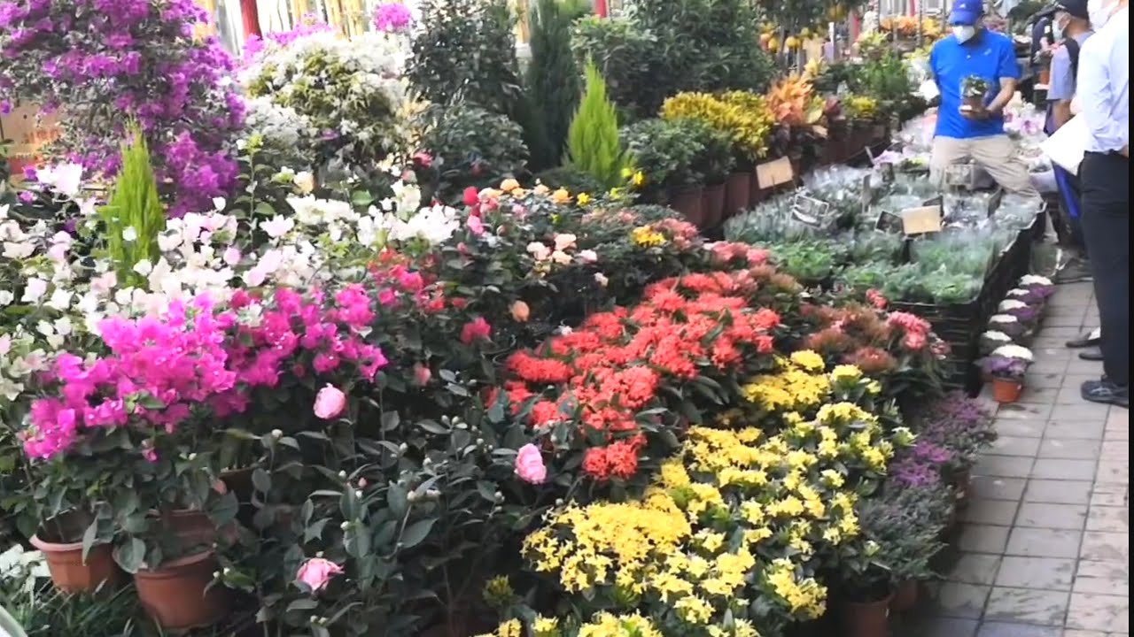 Hong Kong tourist attraction flower street. 香港旅游景点花街。 - YouTube