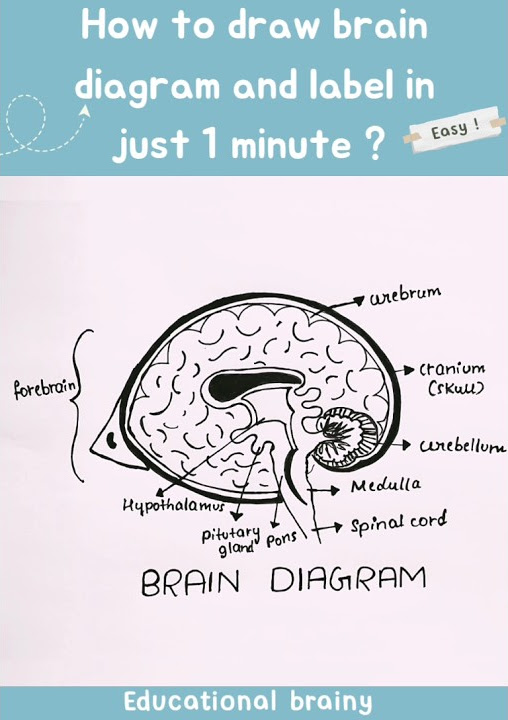 How to Draw Brain diagram and label it's parts in just 1 minute - YouTube