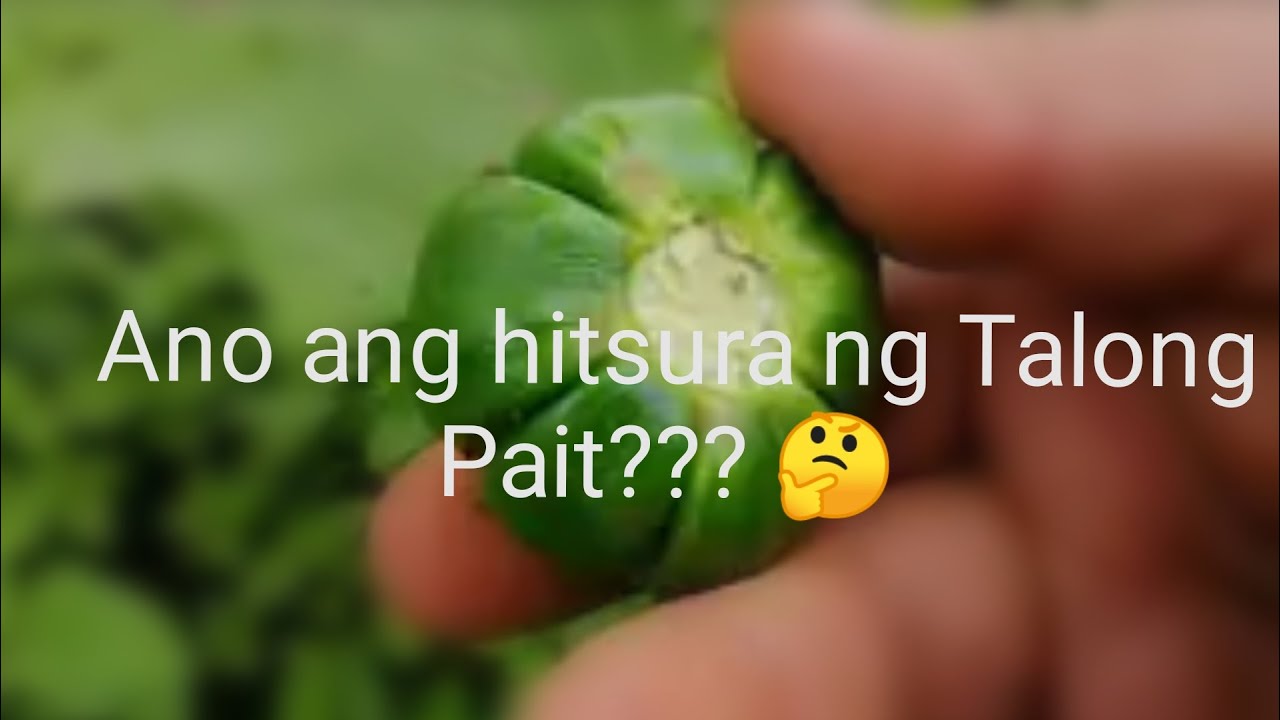 Ano ang hitsura ng talong pait #ATETATACHANNEL - YouTube