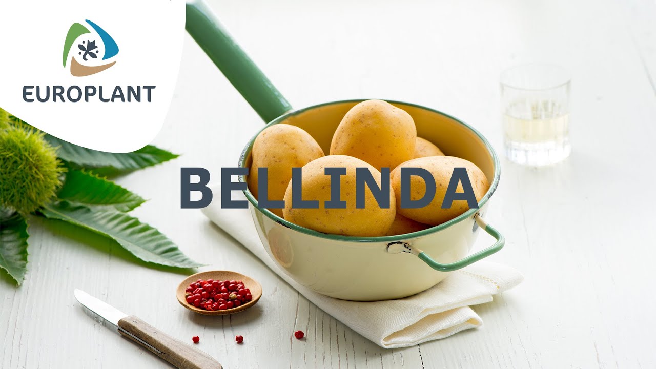 BELLINDA Sortenvideo / variety video - YouTube