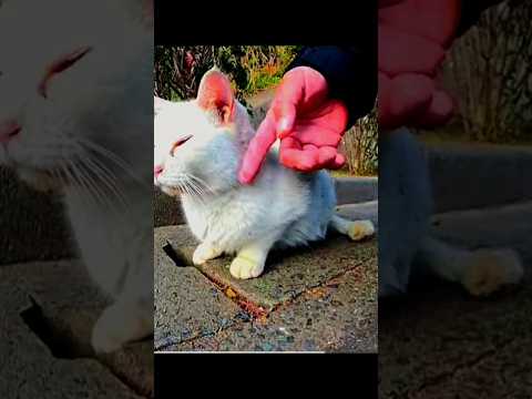 The Cat crushed Kitty #shorts #cats