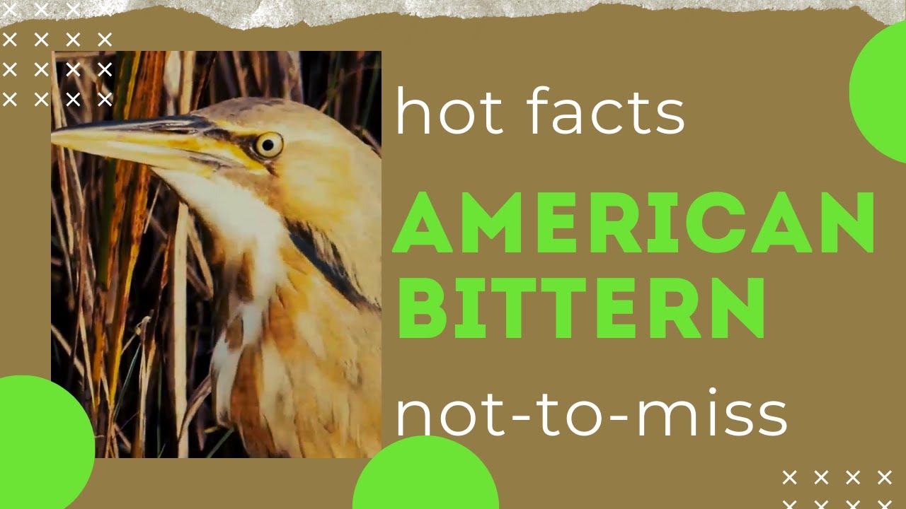 American bittern facts 🦩 breeding in Canada 🇨🇦 and northern and central ...