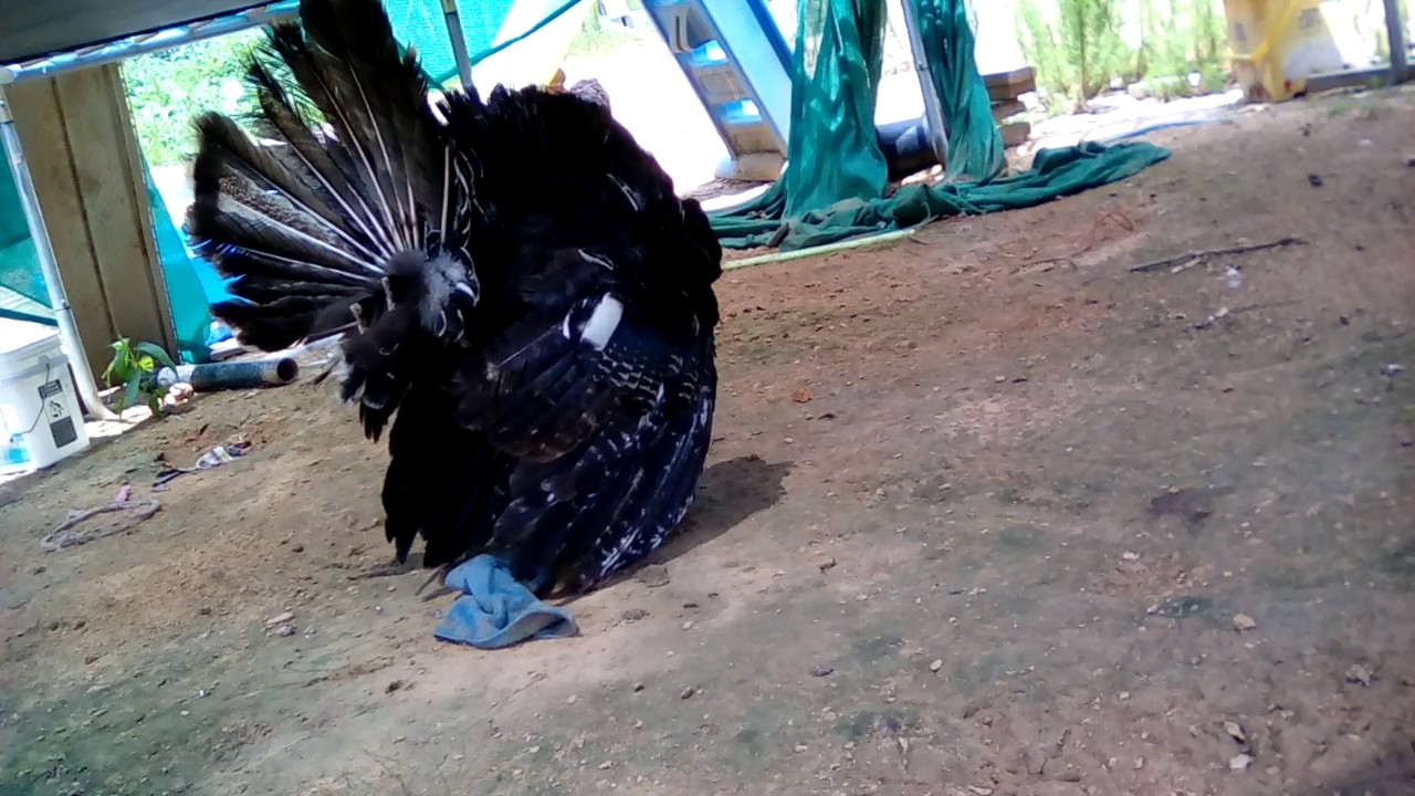Dancing Turkey - YouTube