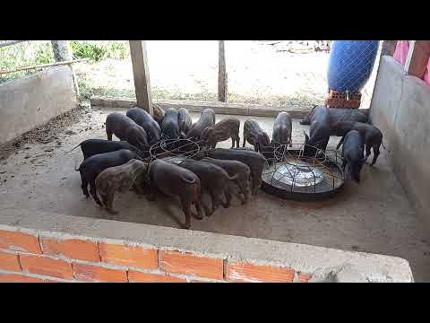 22 EM HEO RỪNG ANH CHỊ CẦN LH 0386273303 - YouTube