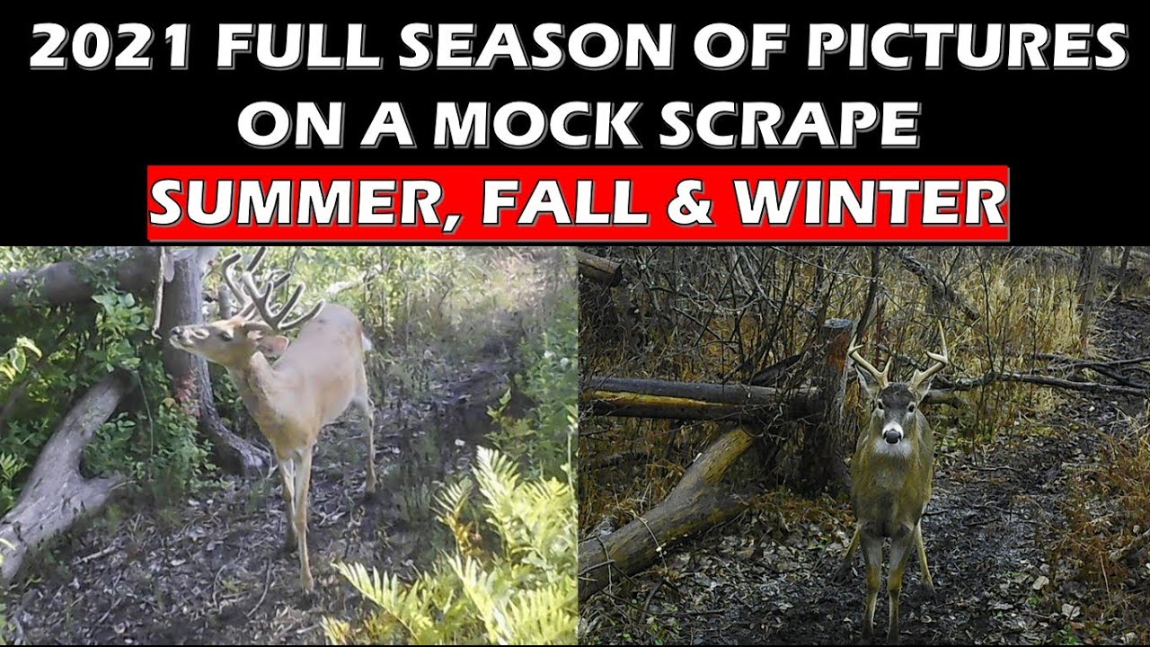 The POWER of a MOCK SCRAPE - 2021 Full Season of Pictures - SW Michigan ...
