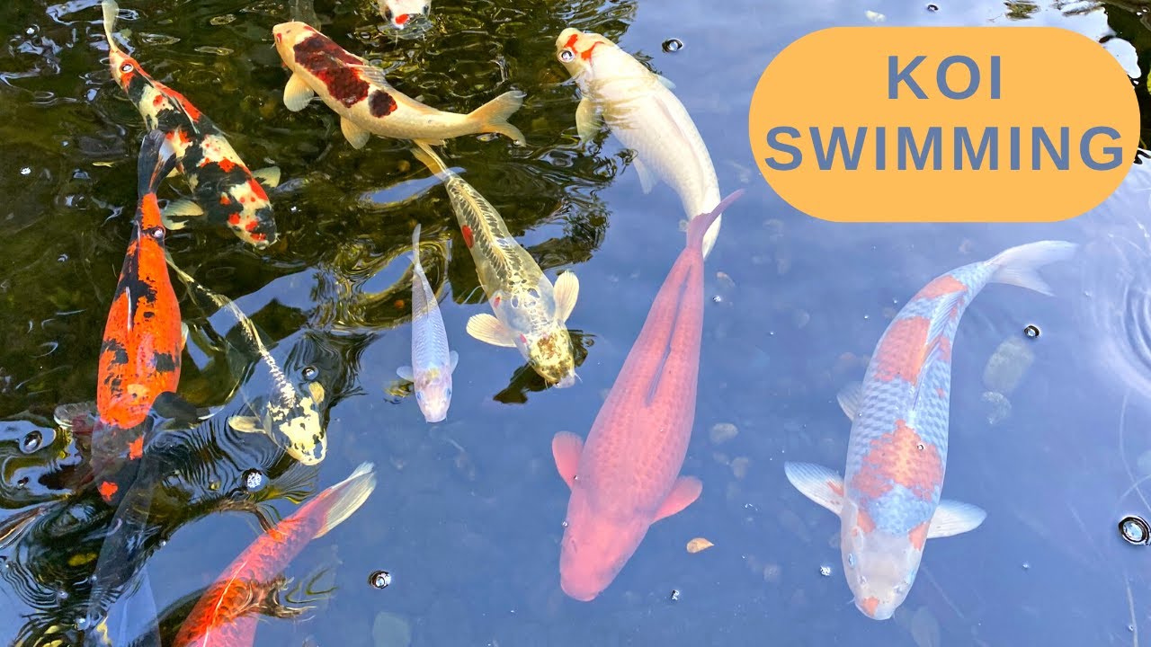 Relaxing Koi Pond and Koi Swimming ASMR *Waterfall and Nature Sounds ...