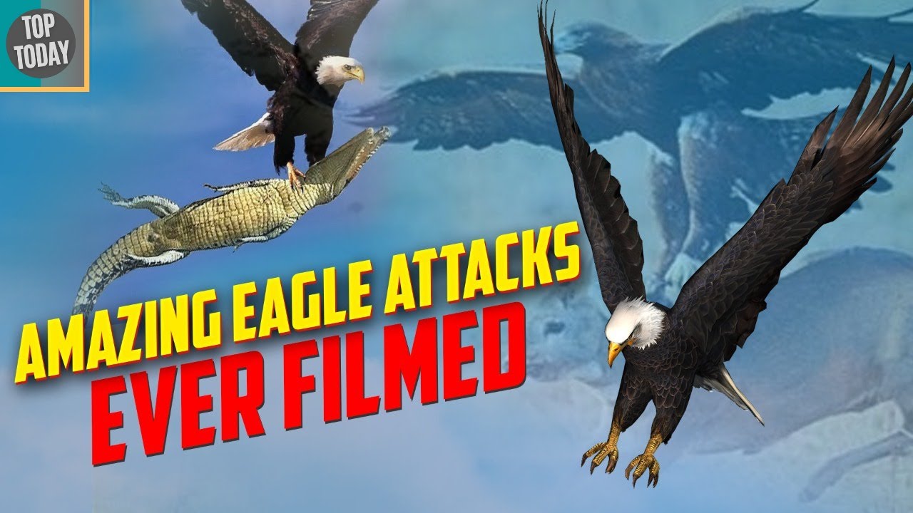 Top 10 Amazing Eagle Attacks Ever Filmed | Best Eagle Attacks Urgent ...