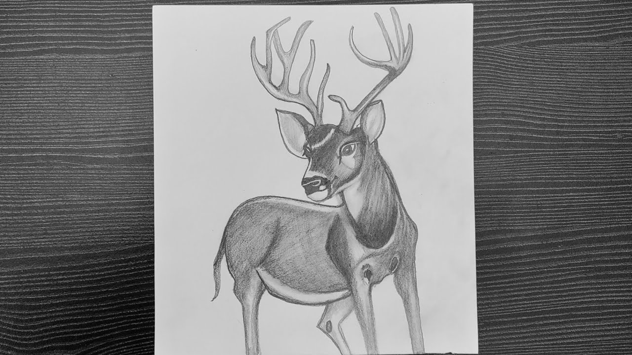 Deer Drawing Easy // How To Draw A Realistic Deer // Step By Step ...