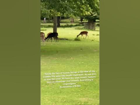 If you could be an animal? What animal would you be? - YouTube