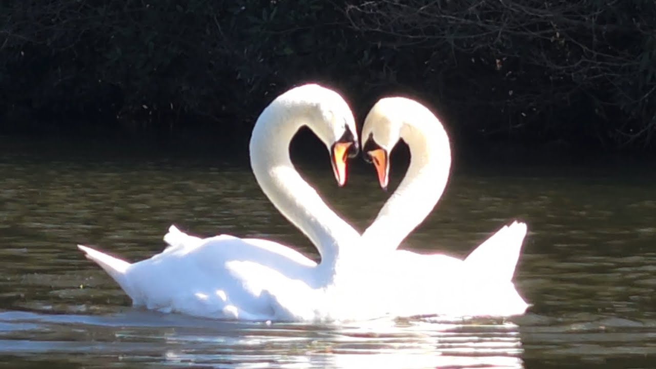 Mute Swan Pair Mating Ritual up close ( Angus & Ria ) 30th March - YouTube
