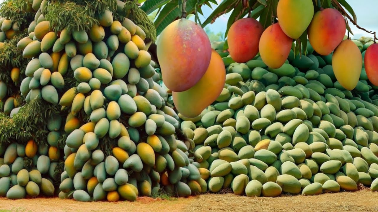 How Asian Farmers Produce Thousands Of Tons Of Mangoes - Mangoes ...
