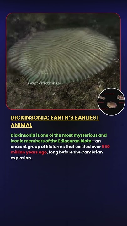 Dickinsonia: Earth’s Earliest Animal? The 550-Million-Year-Old Mystery ...
