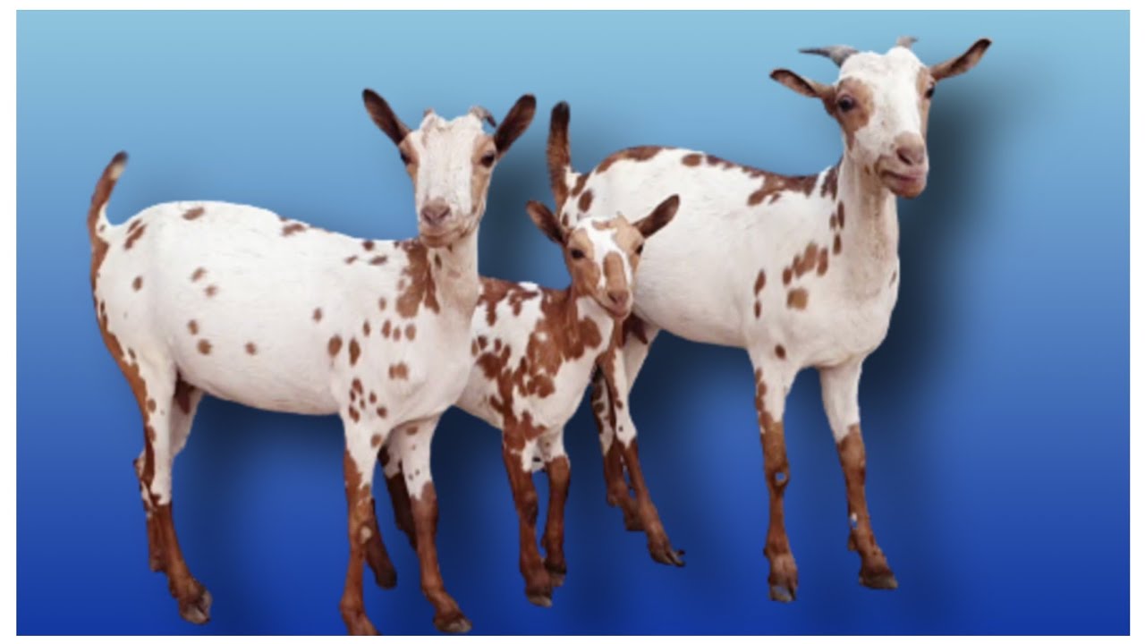 Hiran Chap Barbari female Lot Arrived at #STAR_GOATS_FARM #ASIF_STD ...