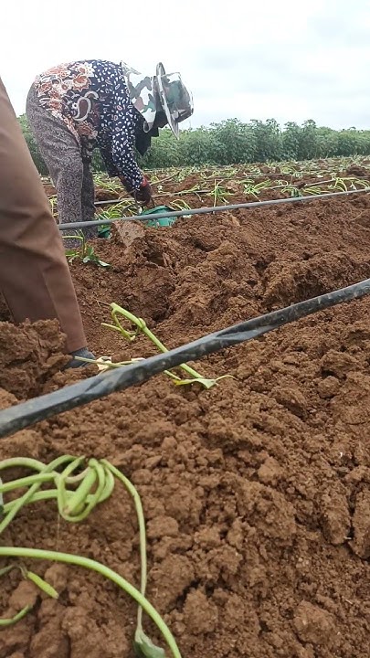 #java_potato #plantingpotatoes #garden #nature #agruculture #cambodia ...