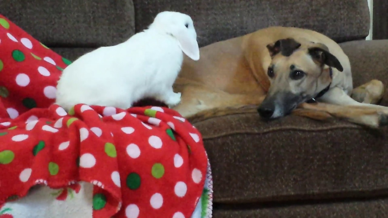 Greyhound and Rabbit - Making friends - YouTube