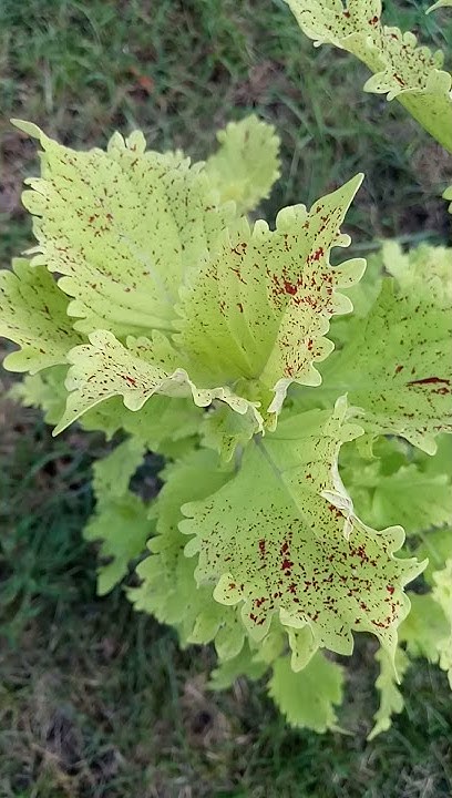 Колеус гибридный "Пеле" | Coleus hybridus "Pele" - YouTube
