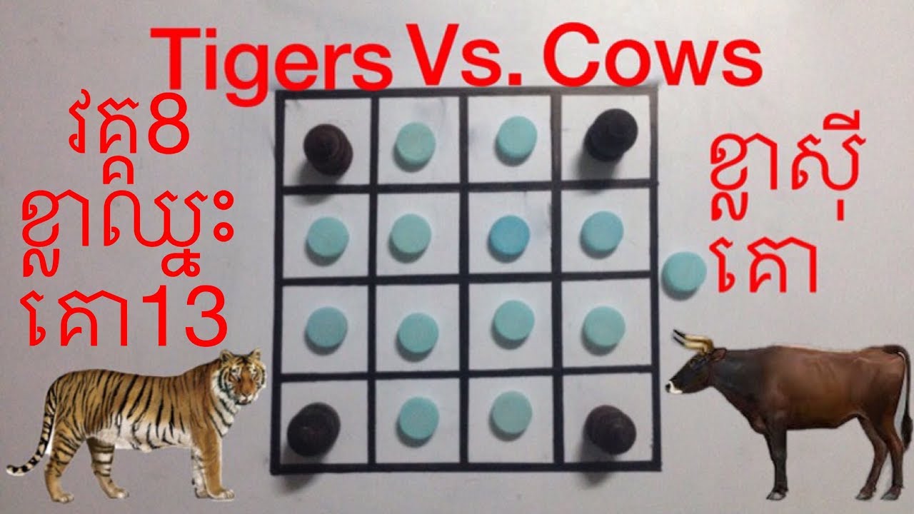 Tigers Vs. Cows, ខ្លាស៊ីគោ វគ្គ 8 - YouTube