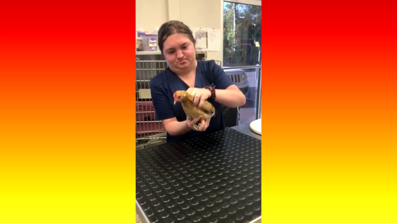 Avian Restraint - YouTube