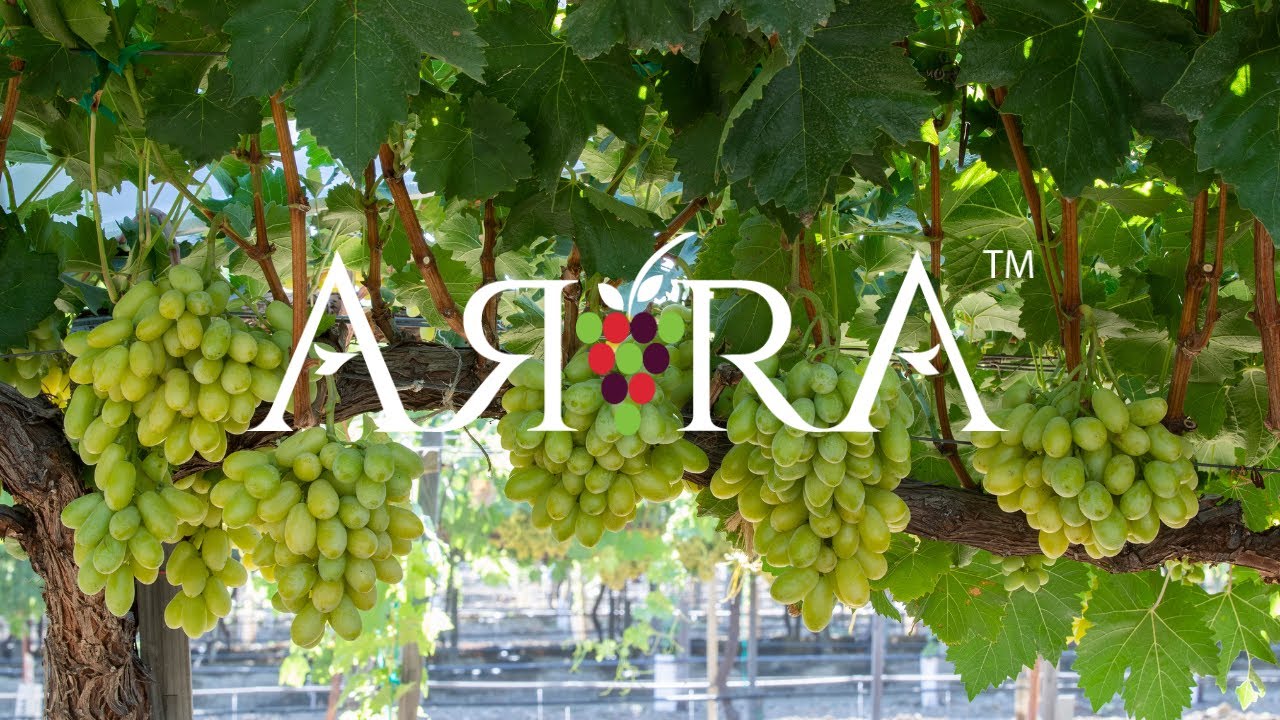 ARRA Varieties - we create timeless varieties that farmers love to grow ...